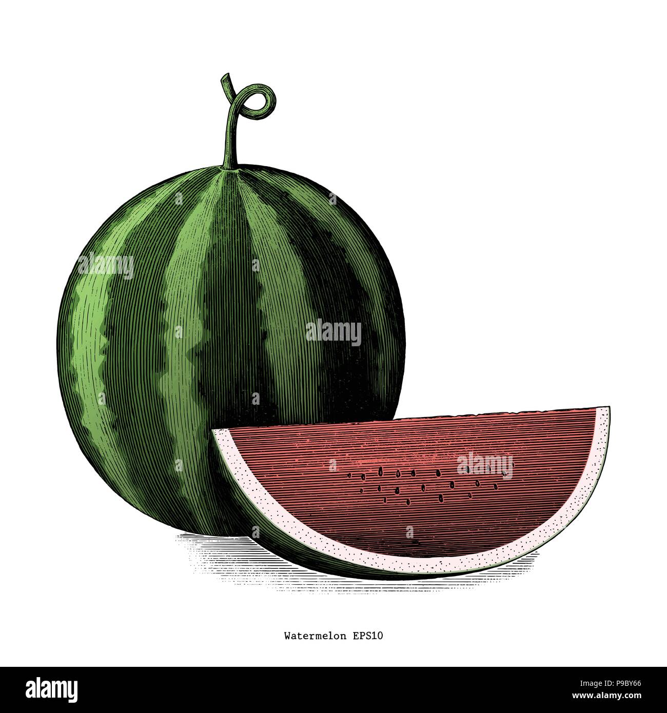 Watermelon hand drawing vintage clip art isolated on white background ...