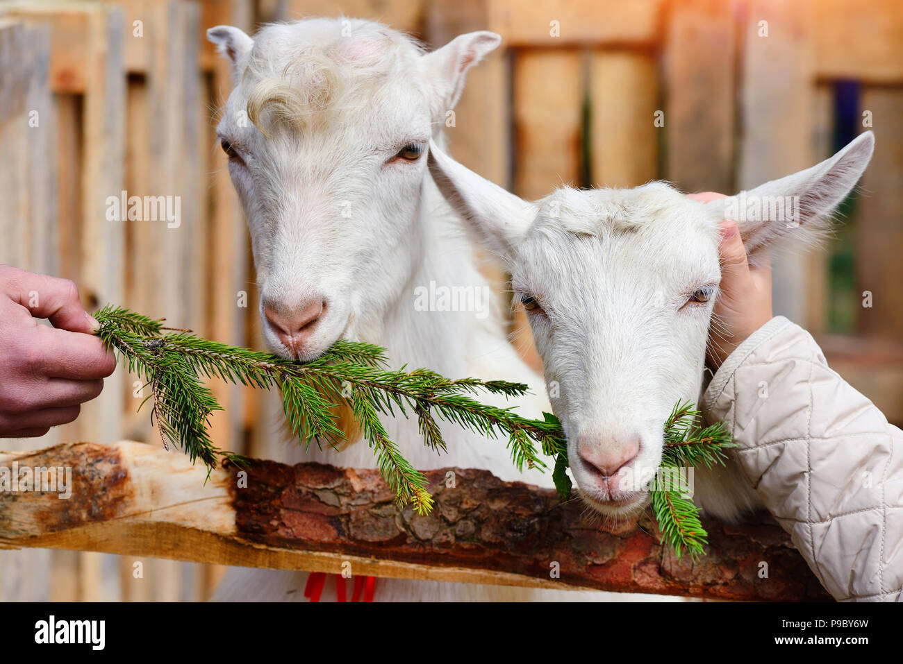 White goat eating hi-res stock photography and images - Alamy