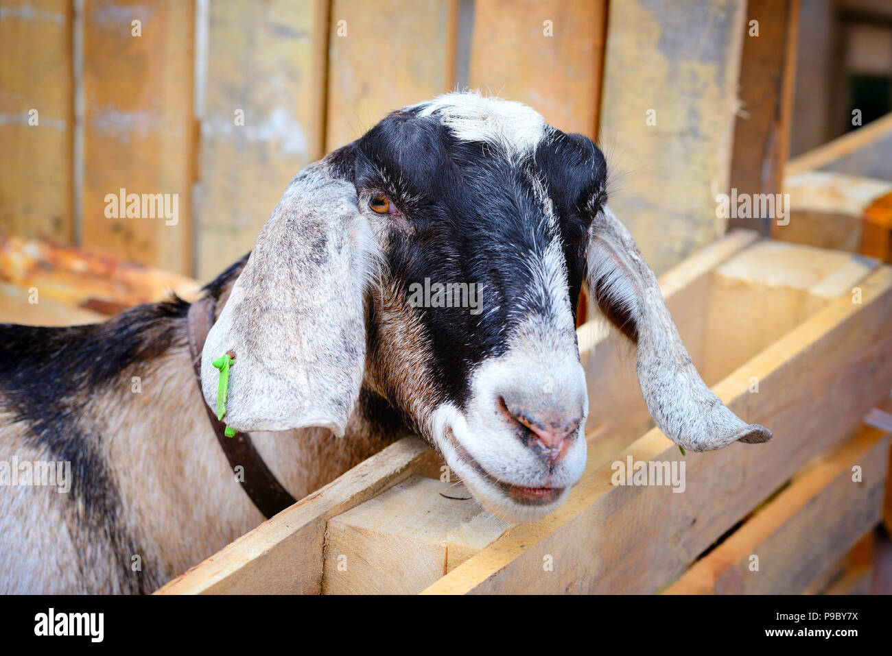 Cute young goat in a courtyard of the farm Stock Photo - Alamy