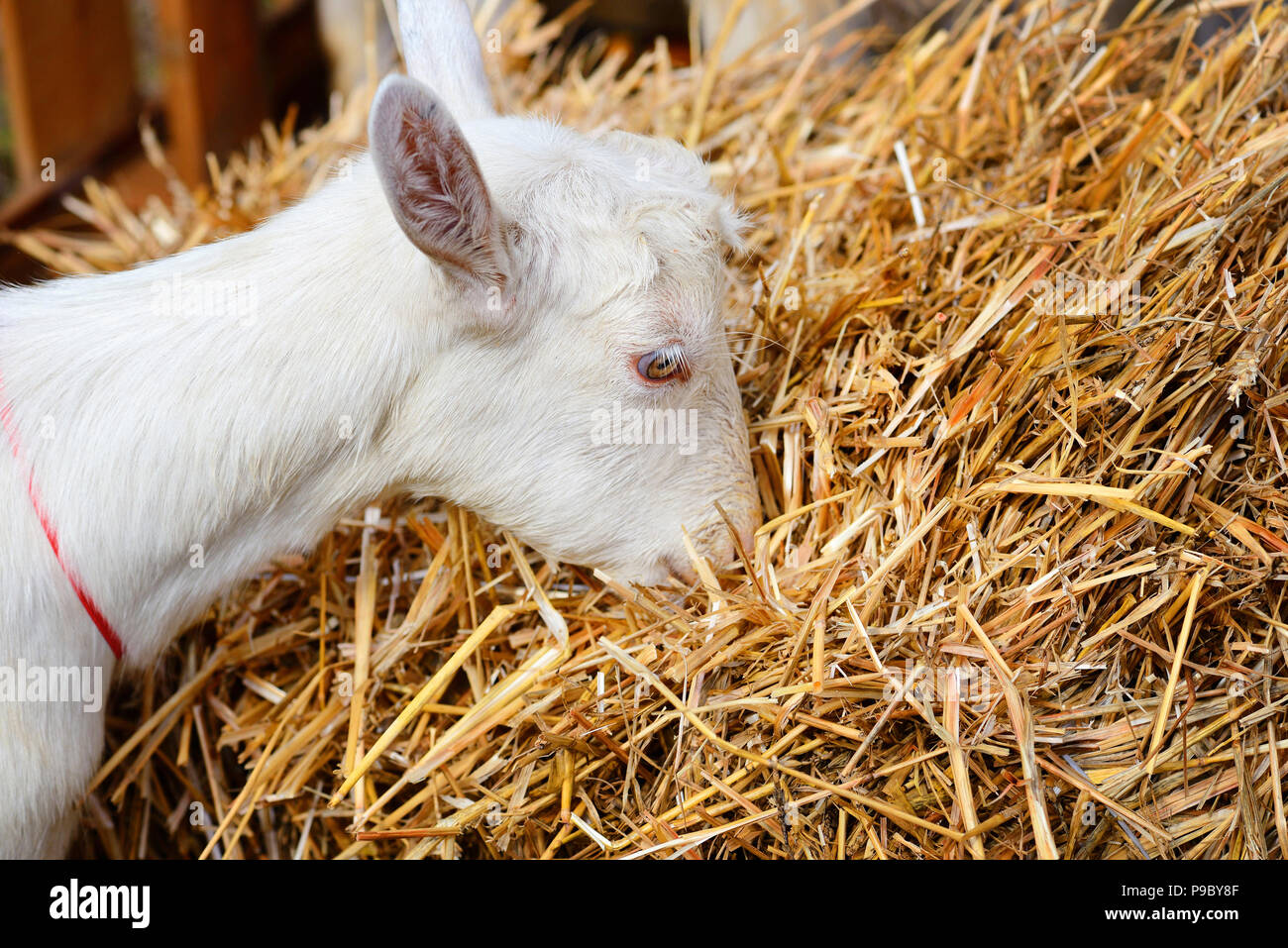 White hornless goat eating hay in a courtyard of the farm Stock Photo ...