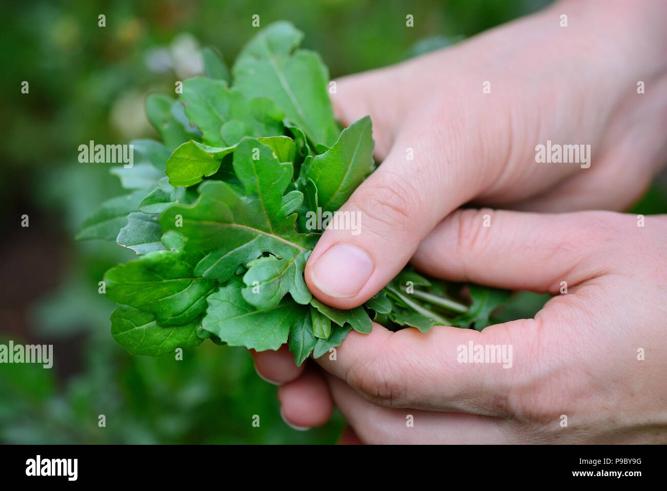 Rocket salad in farmer hands. Organic vegetables. Healthy food Stock ...