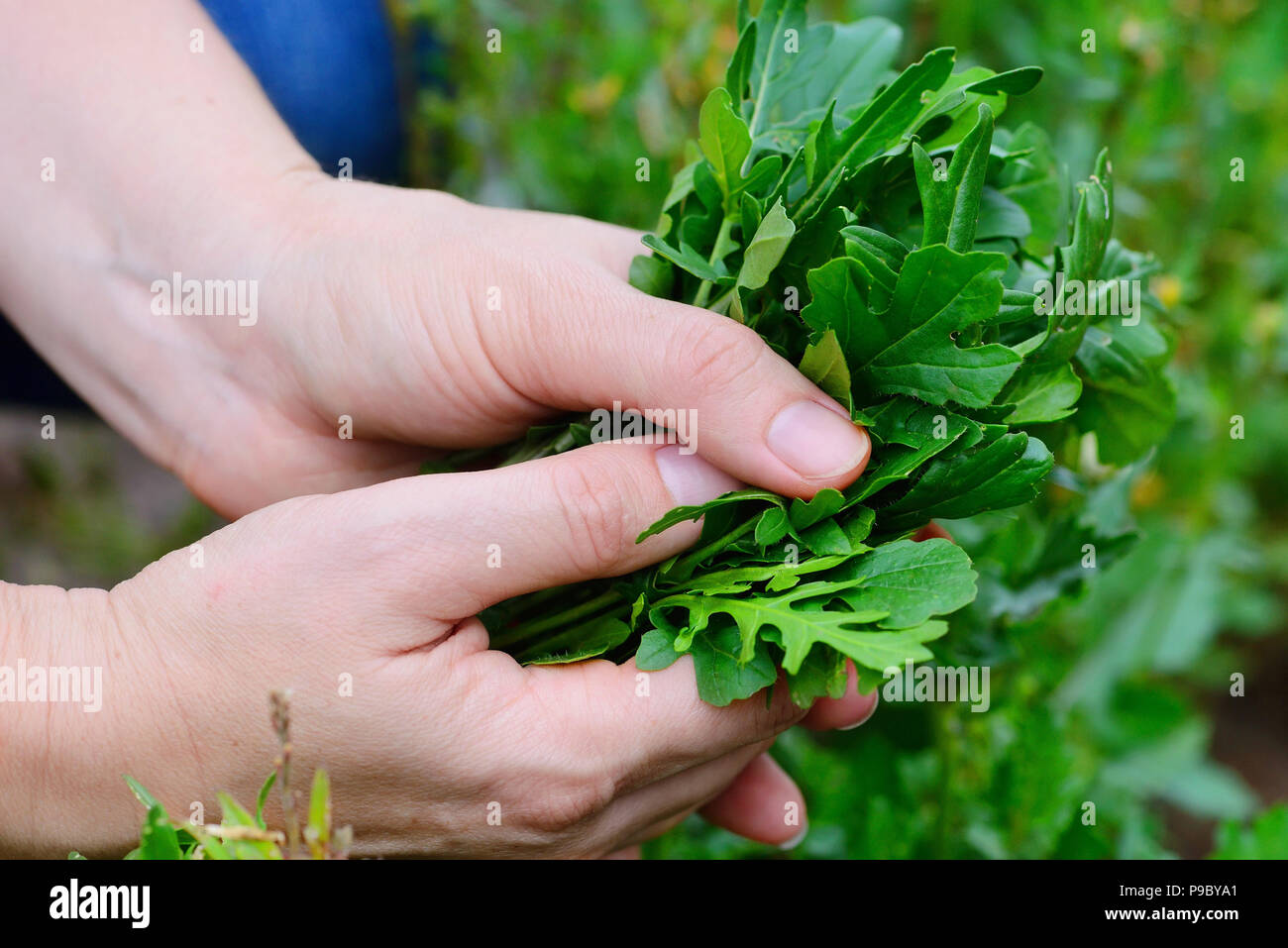Rocket salad in farmer hands. Organic vegetables. Healthy food Stock ...