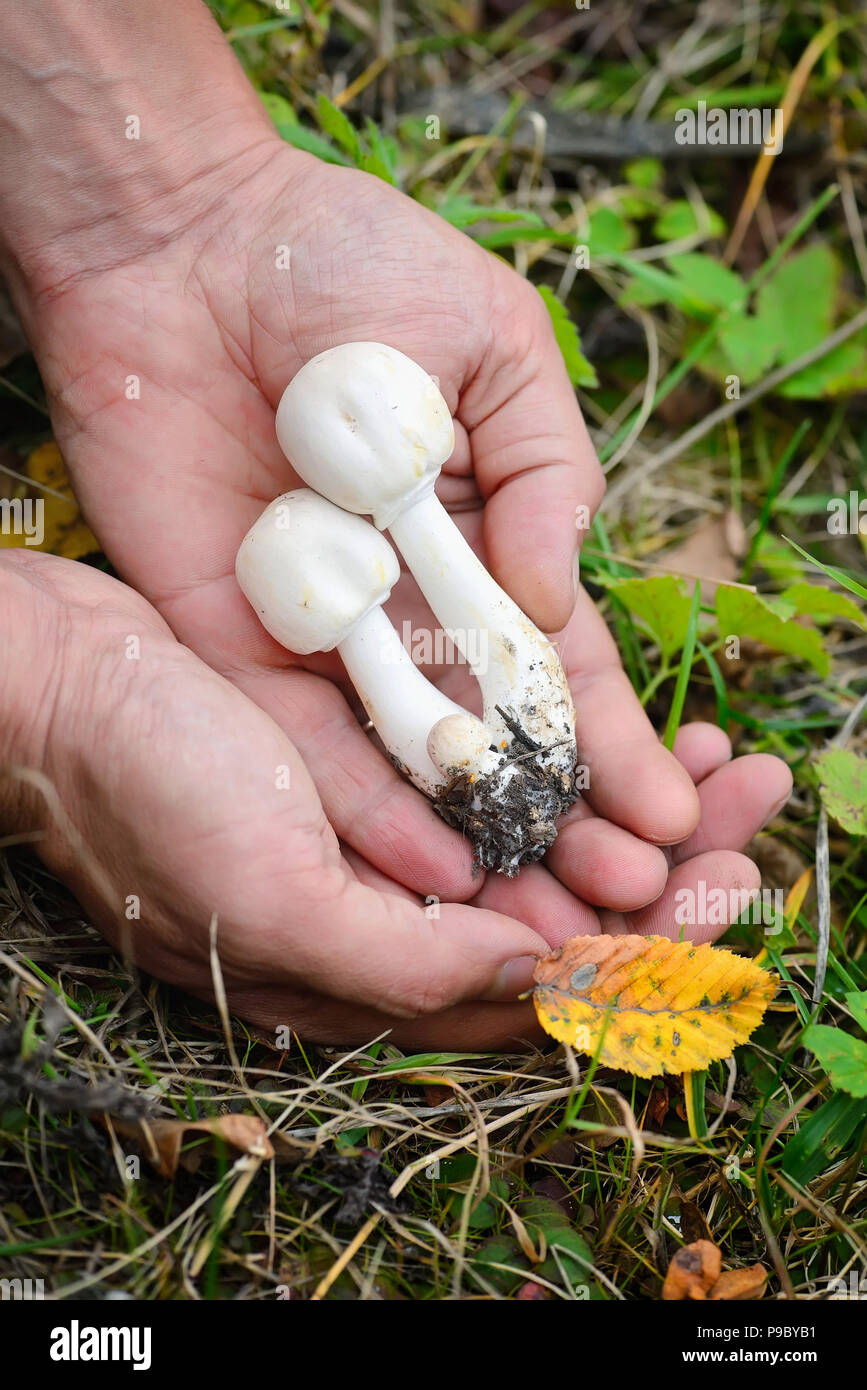 Field mushrooms (Agaricus arvensis) on hands. Freshly mushrooms Stock ...