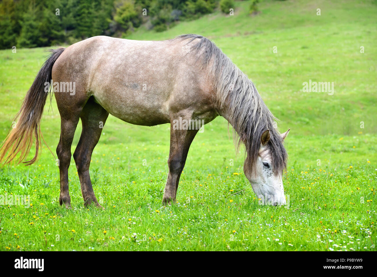Grey stallion grazing hi-res stock photography and images - Alamy