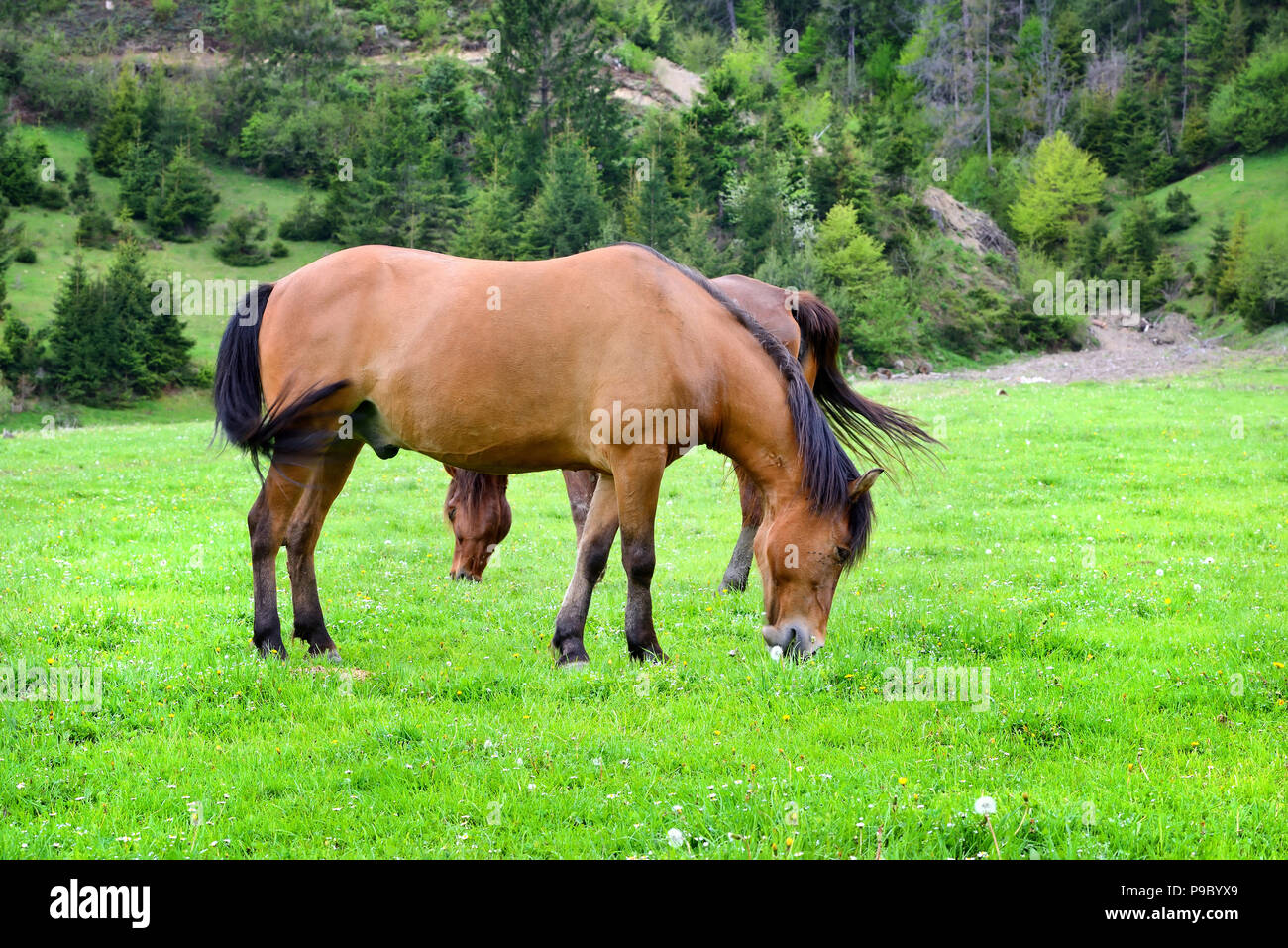 Horses grazed on green meadow hi-res stock photography and images - Alamy