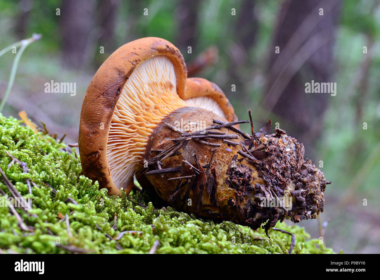 tapinella atrotomentosa mushroom in the woods Stock Photo - Alamy
