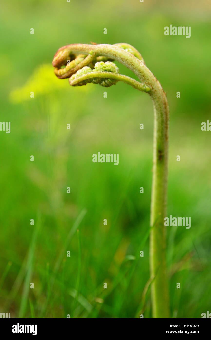Single young fern hi-res stock photography and images - Alamy