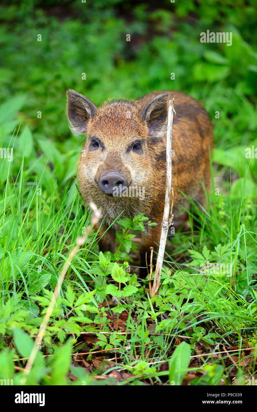 Wild boar look hi-res stock photography and images - Alamy