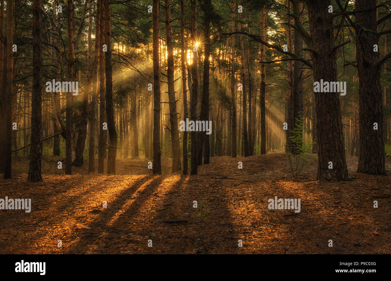 Walk in pine forest summer hi-res stock photography and images - Alamy