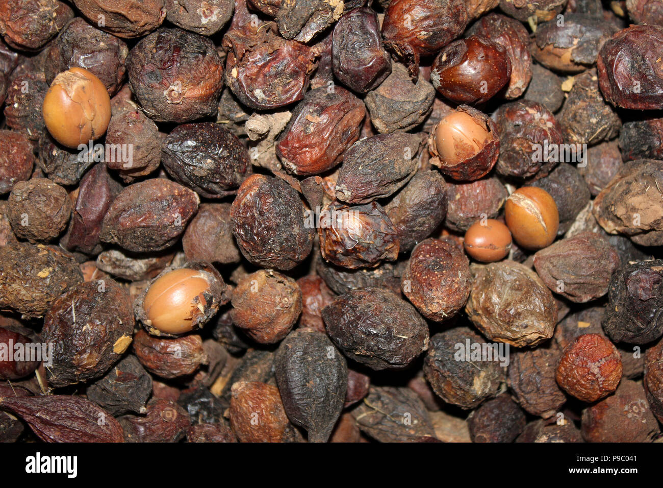 Sun Dried Argan nuts Stock Photo - Alamy