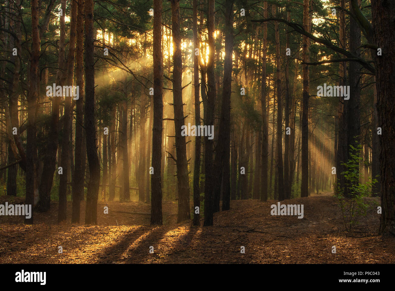 Walk in the forest. Morning. Sun rays Stock Photo - Alamy