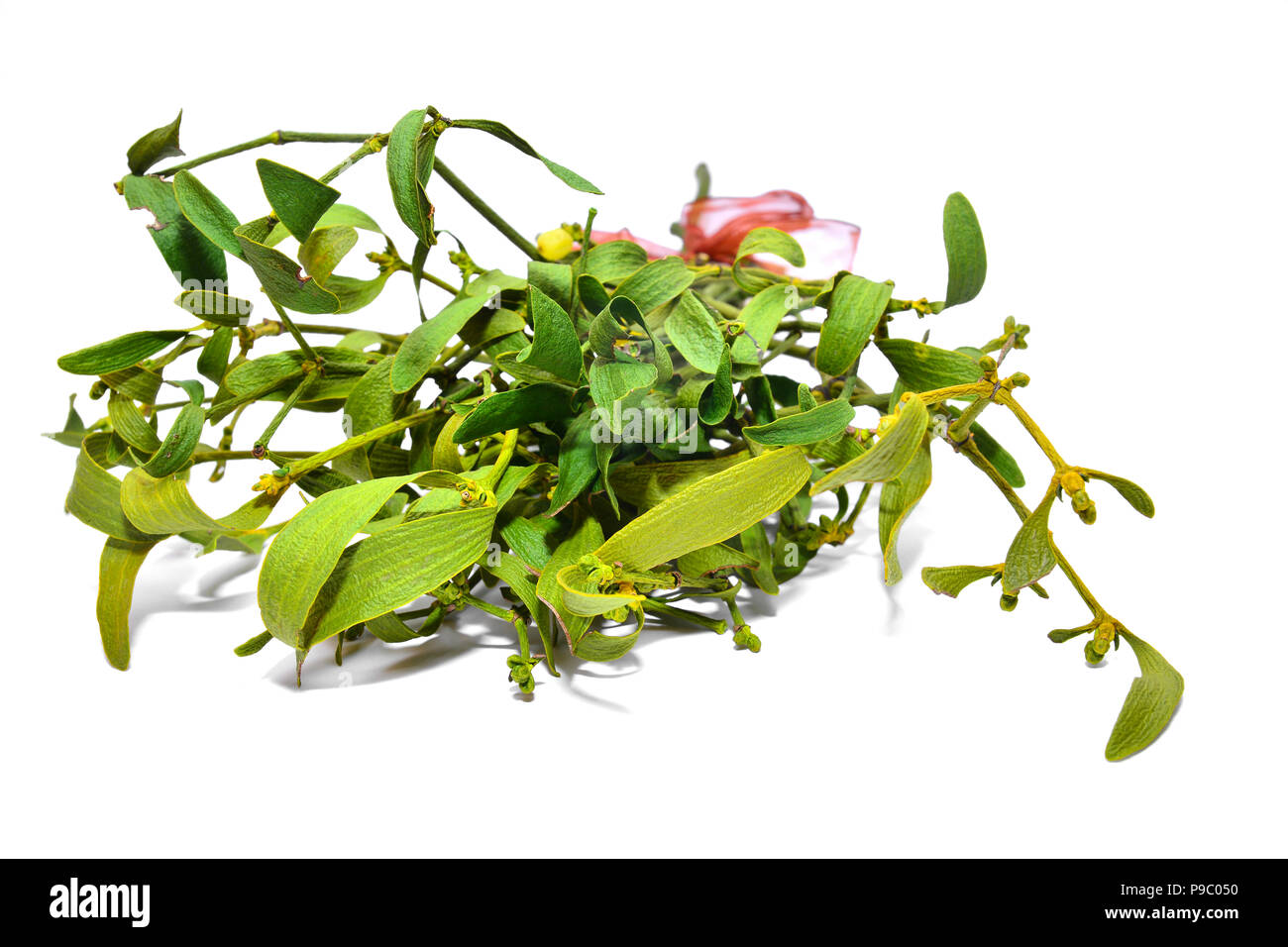 Christmas plant mistletoe leaves Cut Out Stock Images & Pictures - Alamy