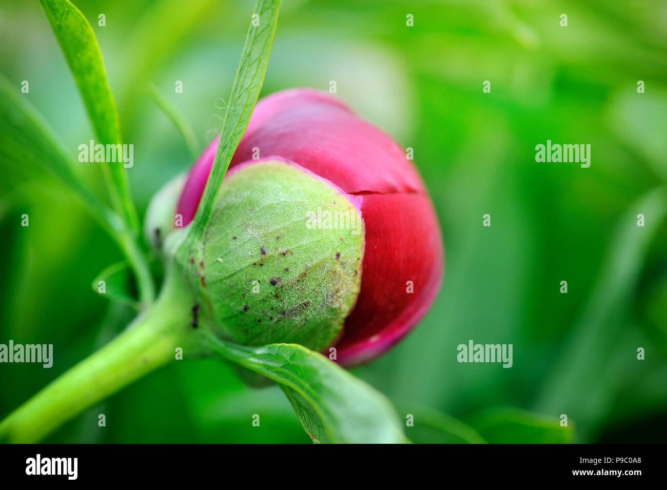 Red peony bud on a green background Stock Photo - Alamy