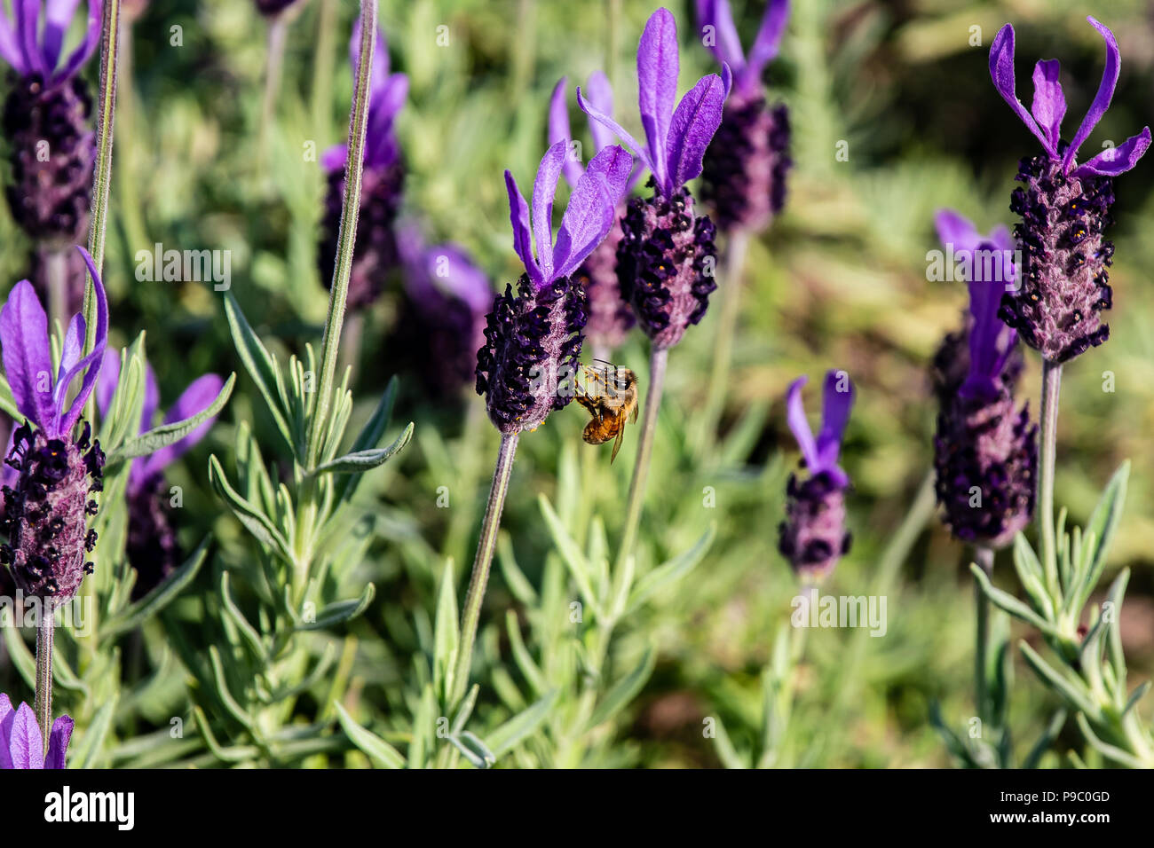 a honey bee visits budding rosemary flowers in a park in Yokohama Stock ...