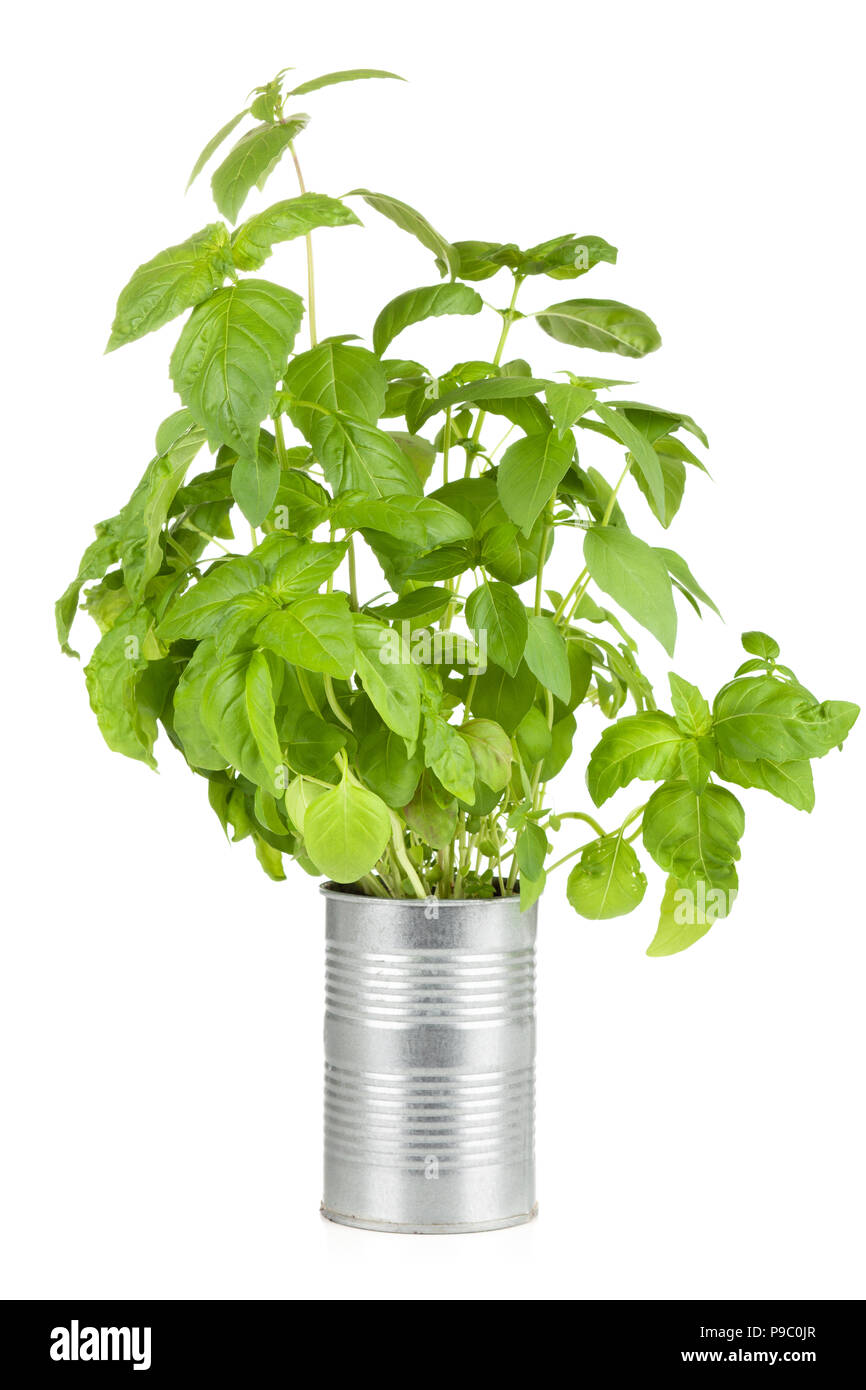 Growing by the wall Cut Out Stock Images & Pictures - Alamy