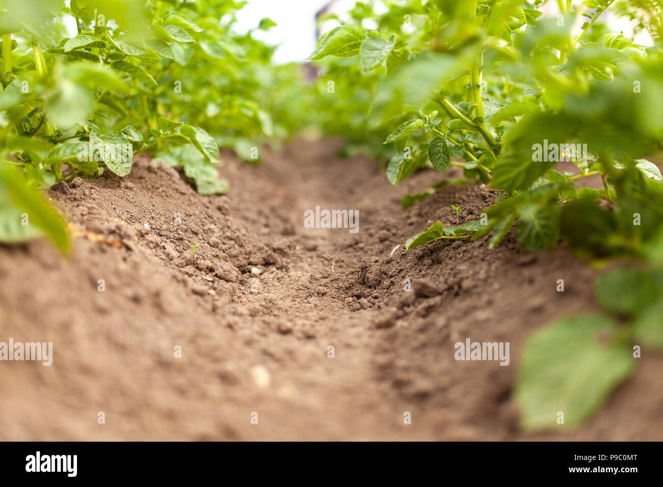 Potato growing in the field Stock Photo - Alamy