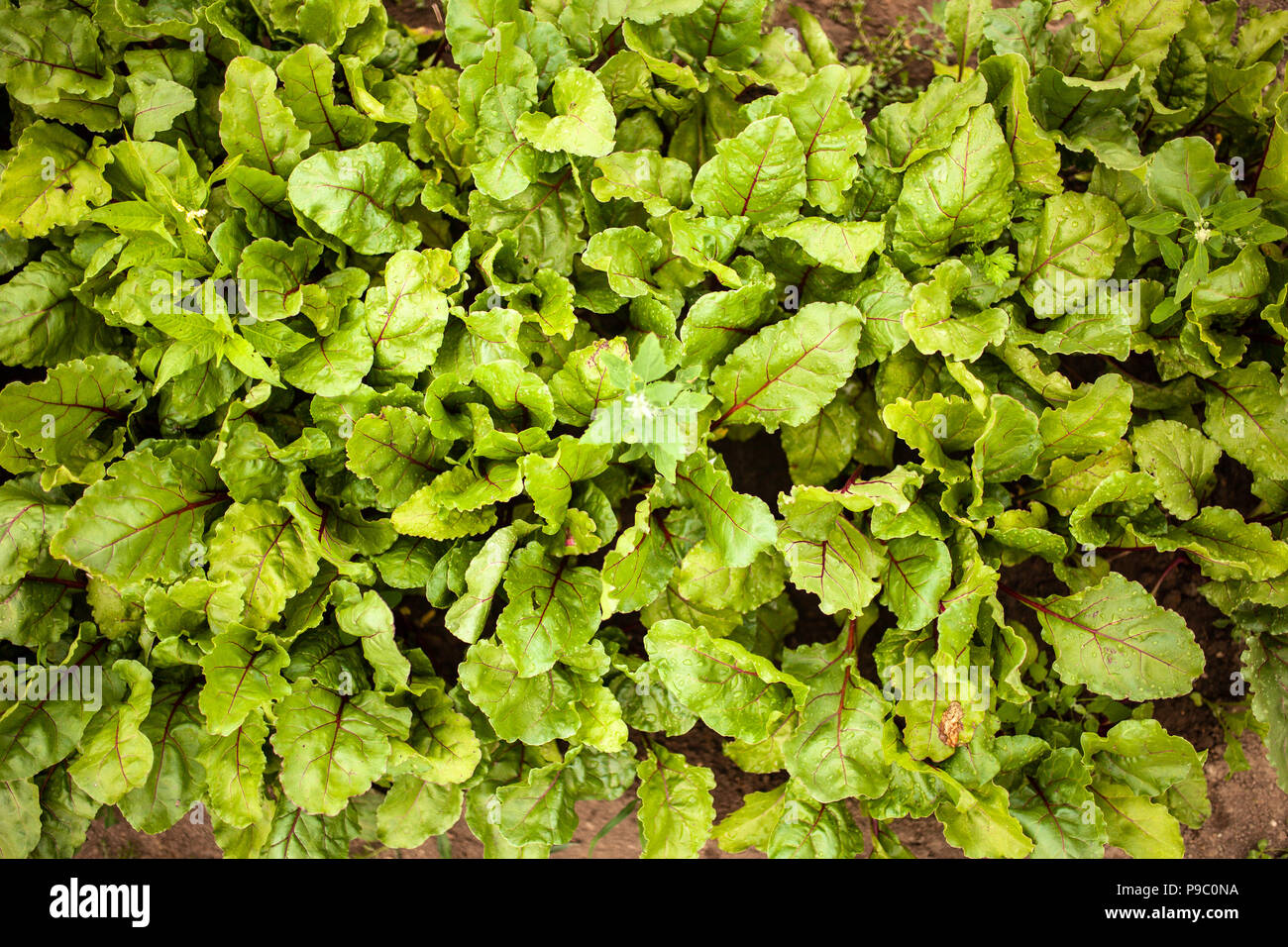 Beetroot growing in a garden Stock Photo - Alamy