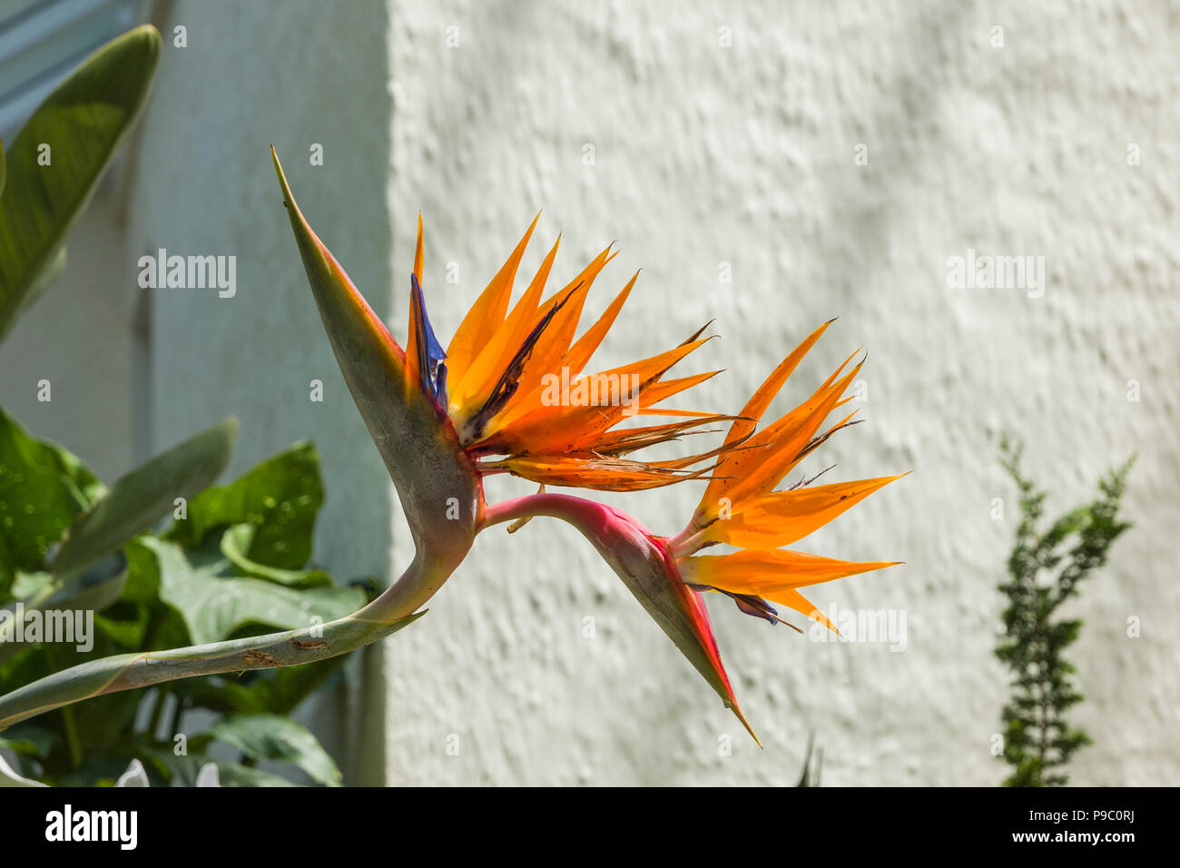 Strelitzia reginae hi-res stock photography and images - Alamy