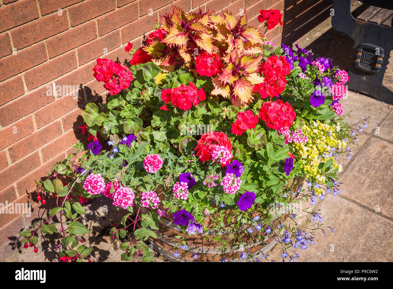 Geraniums lobelia hi-res stock photography and images - Alamy