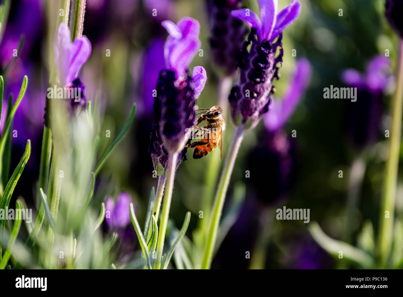 Rosemary pollination hi-res stock photography and images - Alamy