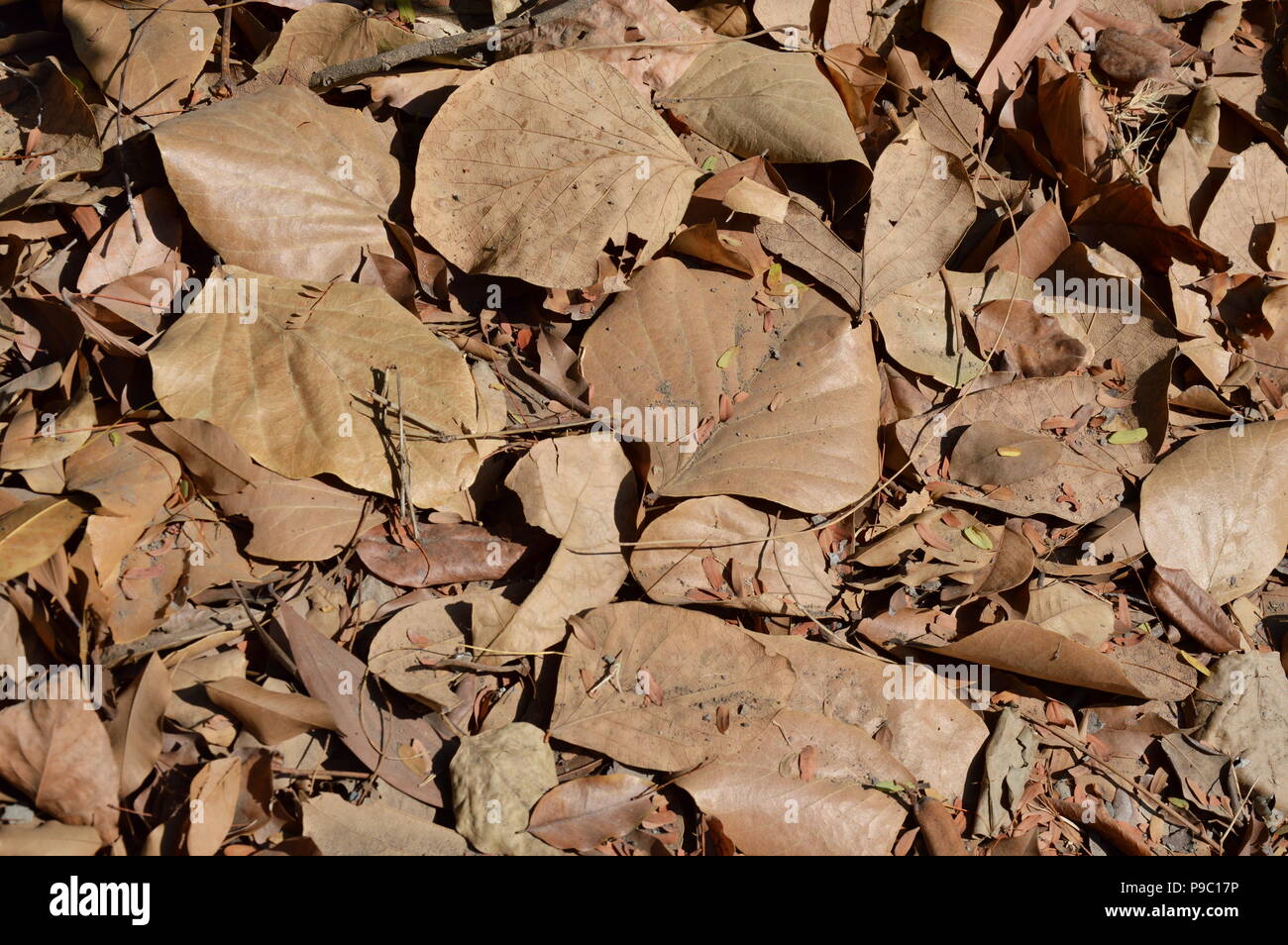 dry leaf falling on the ground Stock Photo - Alamy