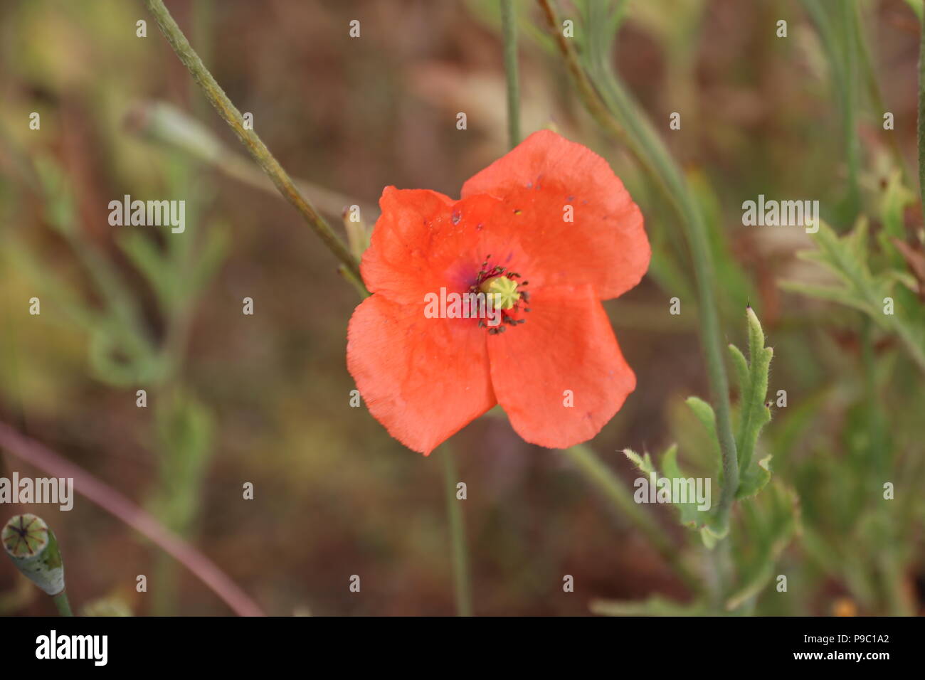 Dune flower hi-res stock photography and images - Alamy