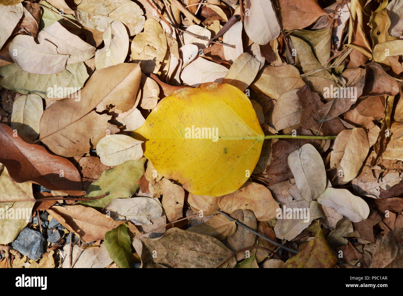 dry leaf falling on the ground Stock Photo - Alamy