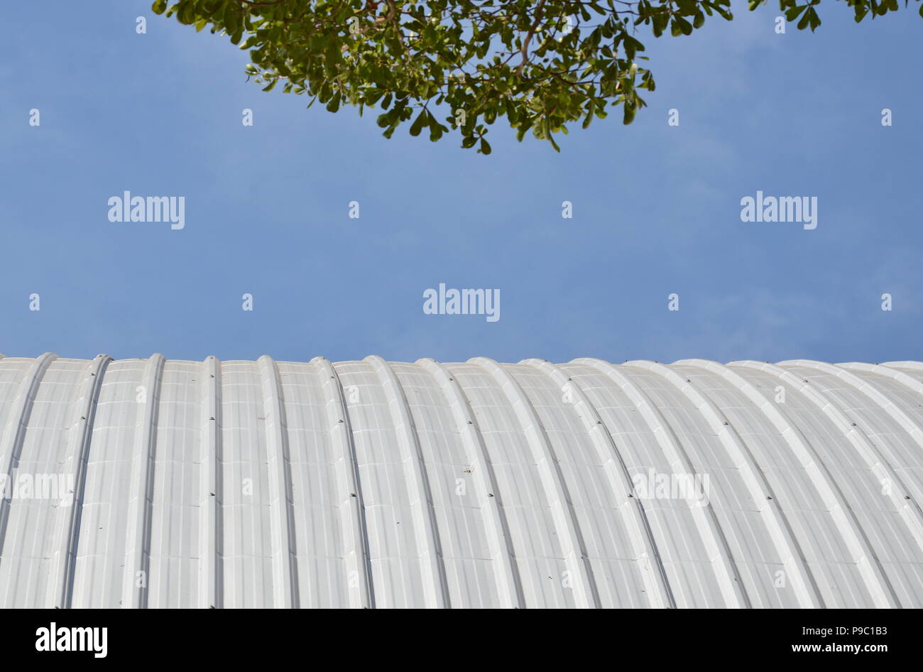 Iron wood tree hi-res stock photography and images - Alamy