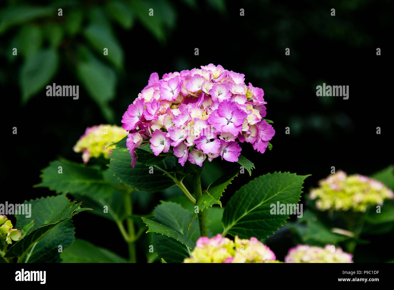 red hydrangeas bloom in a park in Yamato, Japan Stock Photo - Alamy