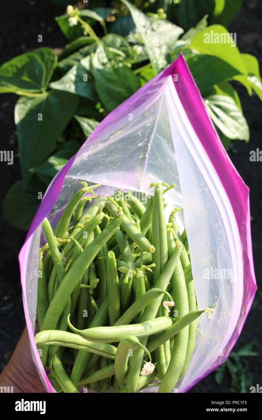 Dwarf bean hi-res stock photography and images - Alamy