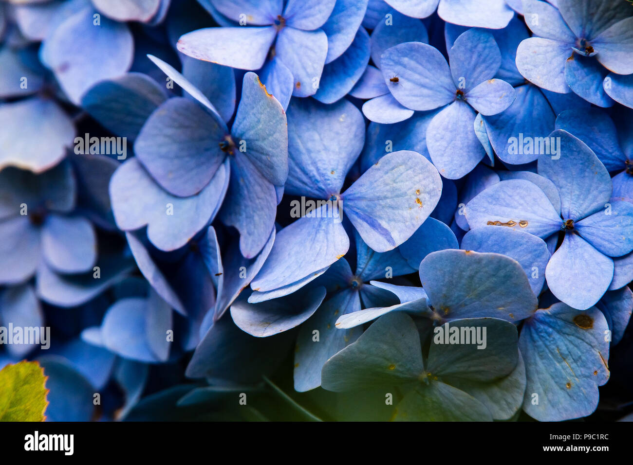 Macro shot hortensia hydrangea hi-res stock photography and images - Alamy