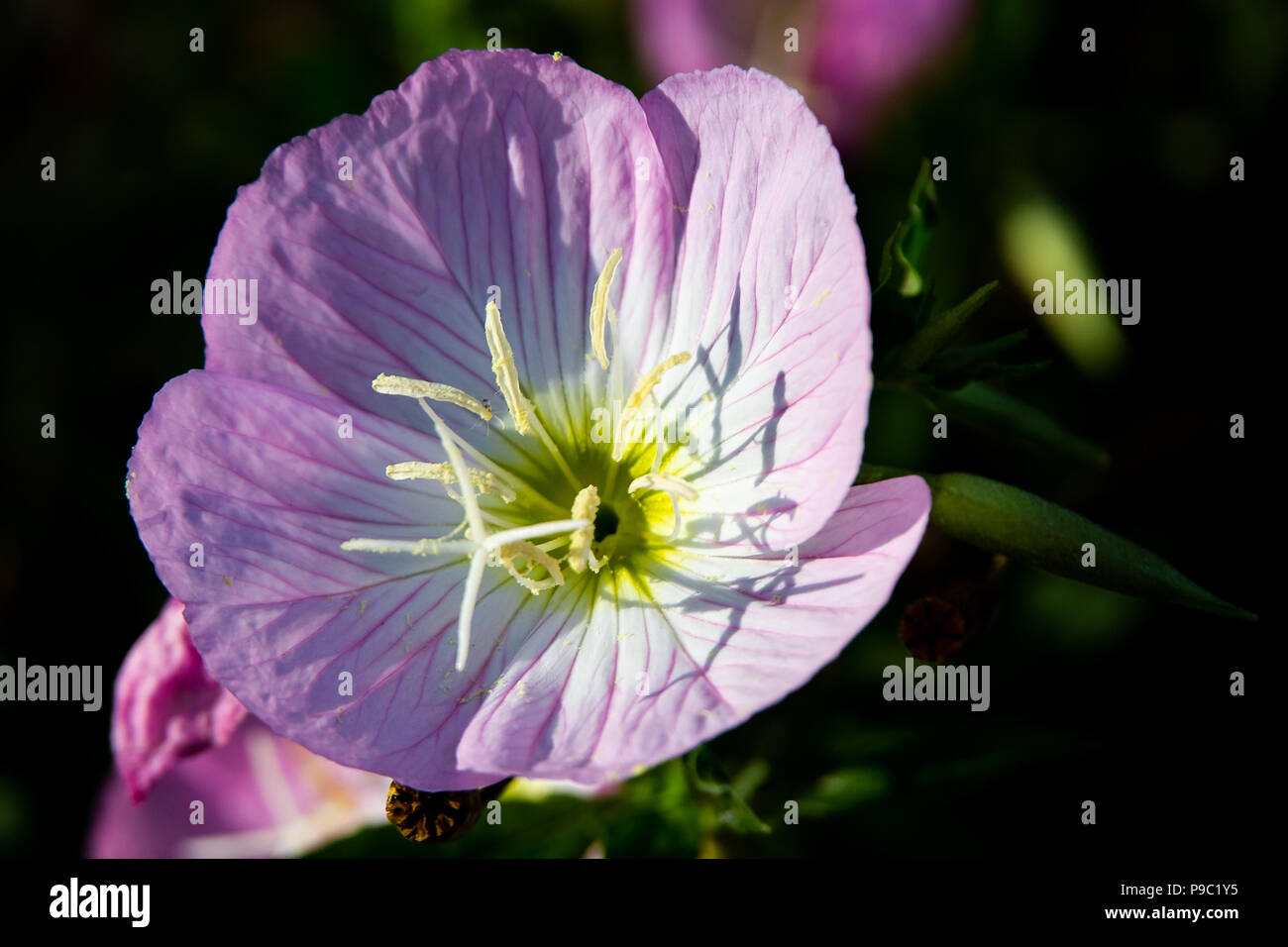 Showy evening primrose hi-res stock photography and images - Alamy