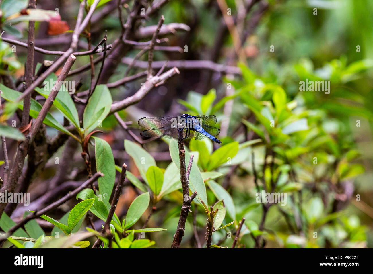 A wide shot of a blue Japanese dragonfly rests on a small bush in a ...