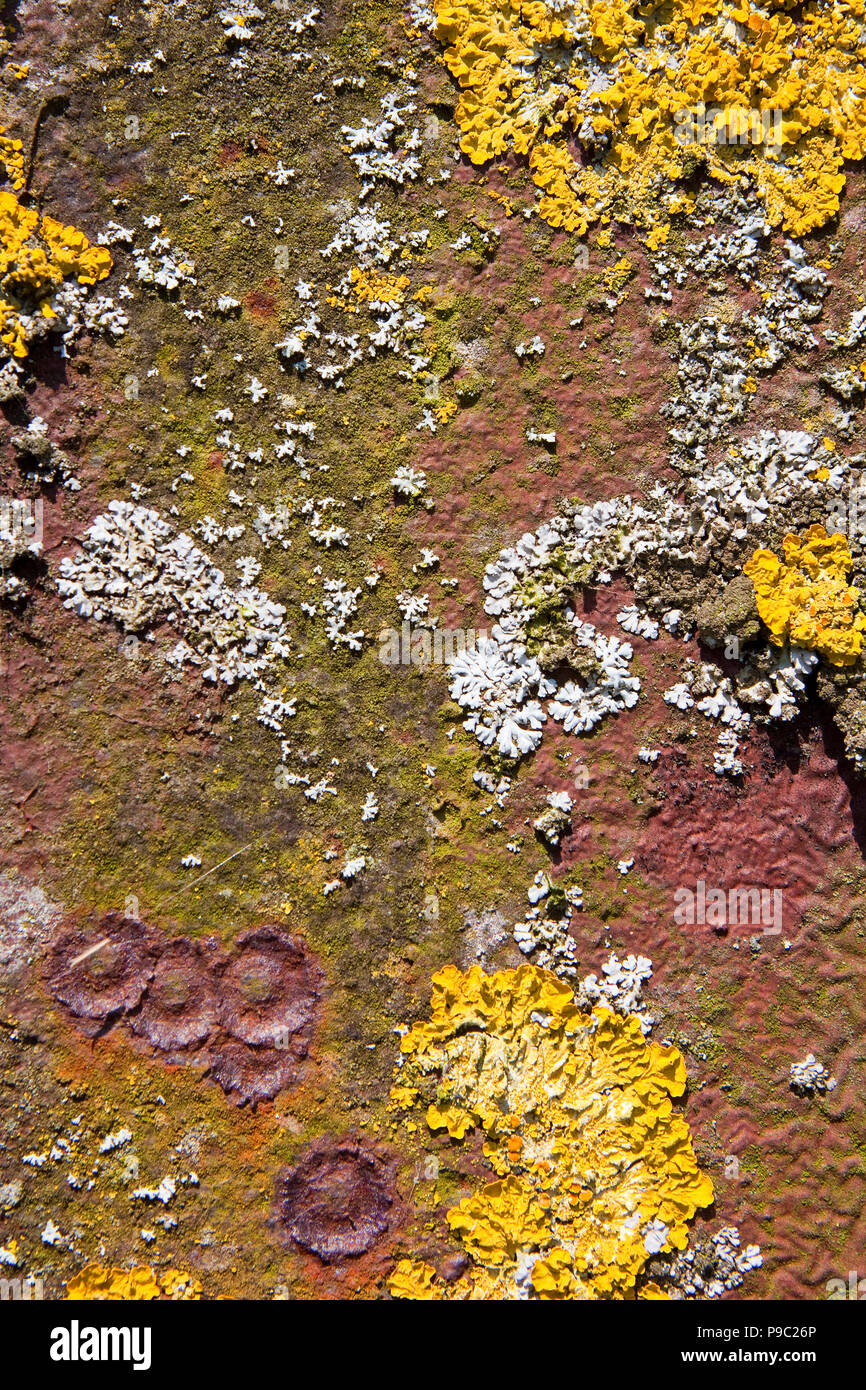 background image of weathered metal with rust and colorful lichens ...