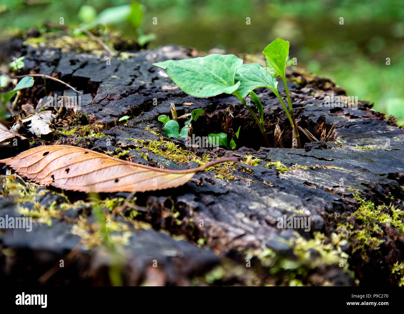 new life grows from an old, rotting stump in Serigaya Park in Machida ...