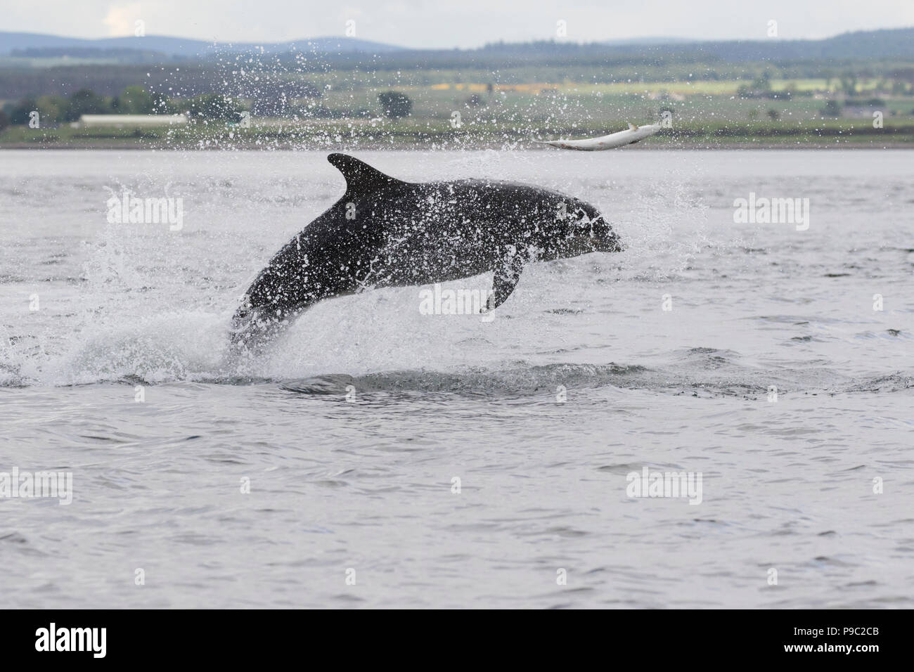 Hunting dolphin hi-res stock photography and images - Alamy