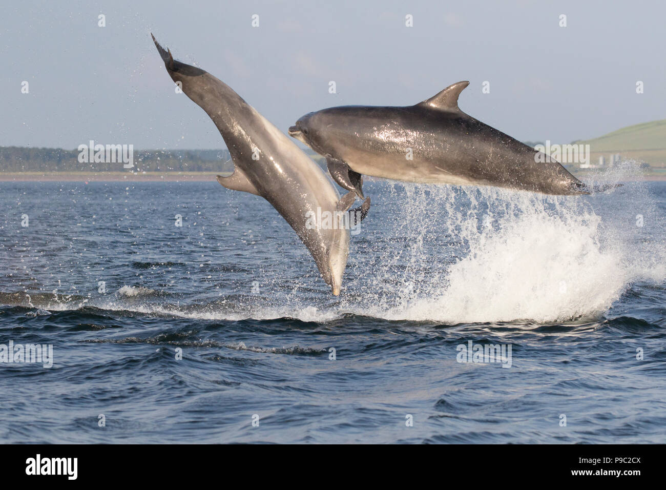 Two Bottlenose dolphins (Tursiops truncatus) leaping/breaching in the ...