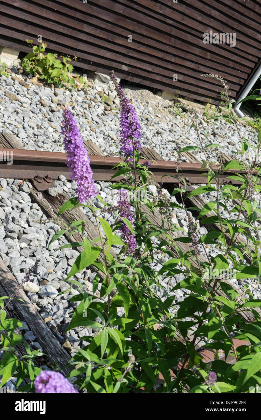Flowers next to railroad track hi-res stock photography and images - Alamy