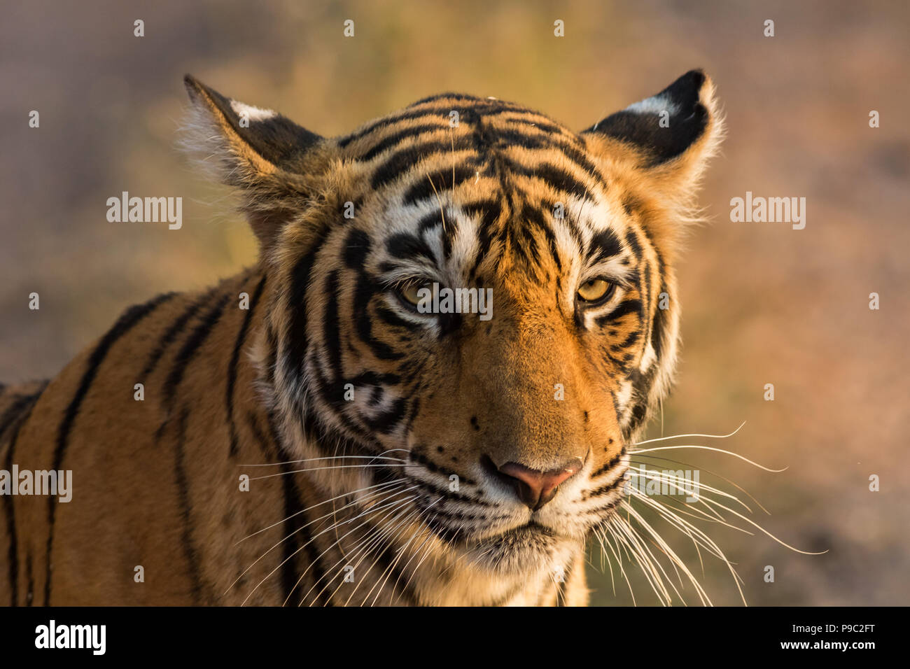 A portrait of beautiful tigress lightning at Ranthambore National Park ...