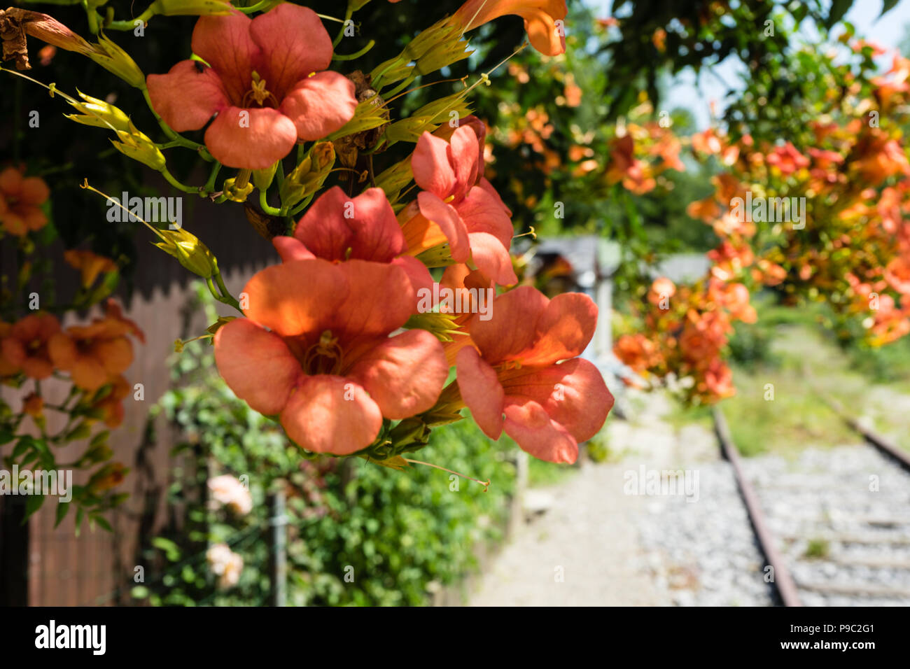 flower blooming next to old train track vintage style Stock Photo - Alamy