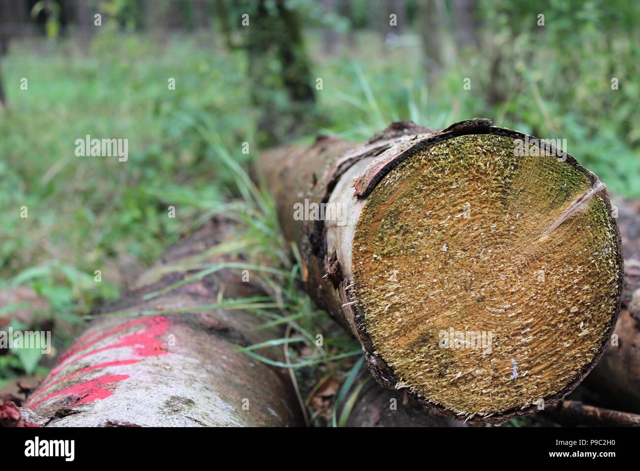 Tree cutting hi-res stock photography and images - Alamy