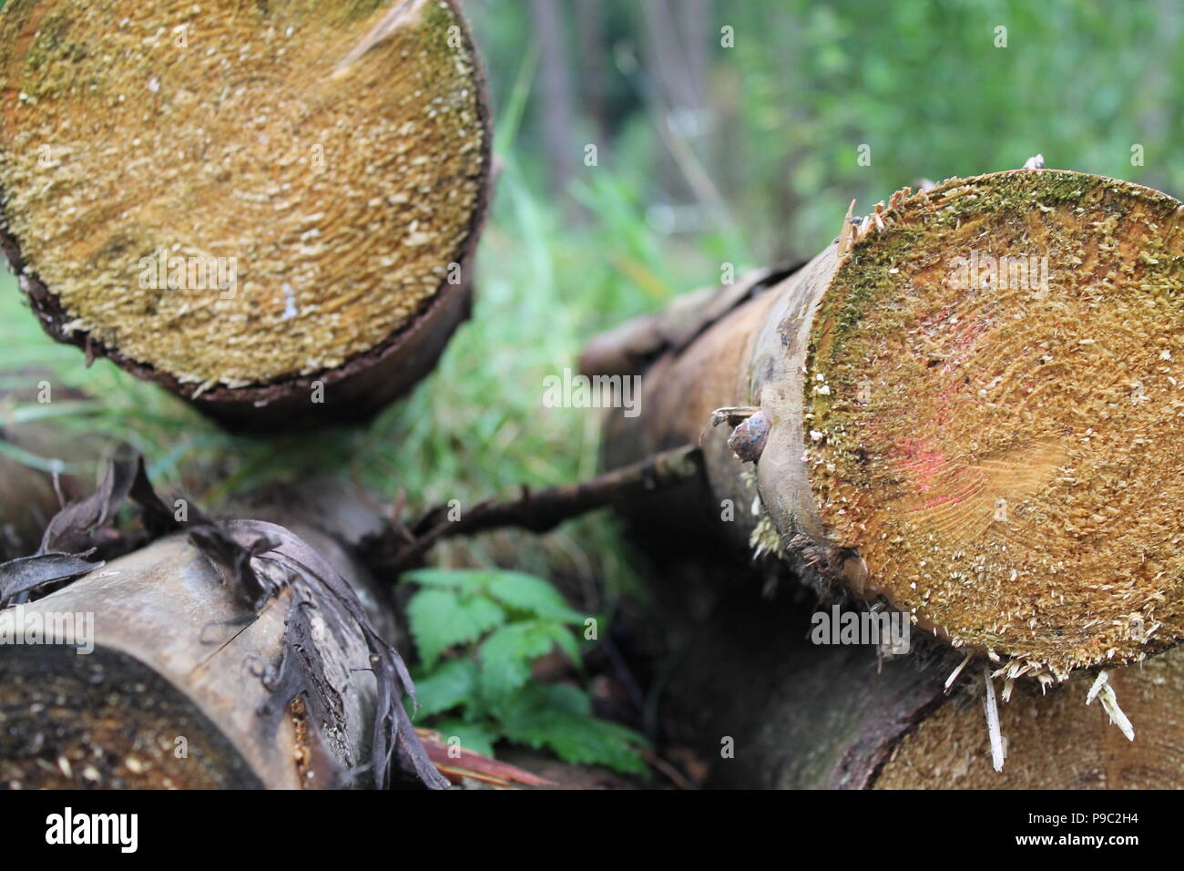 Tree cutting hi-res stock photography and images - Alamy