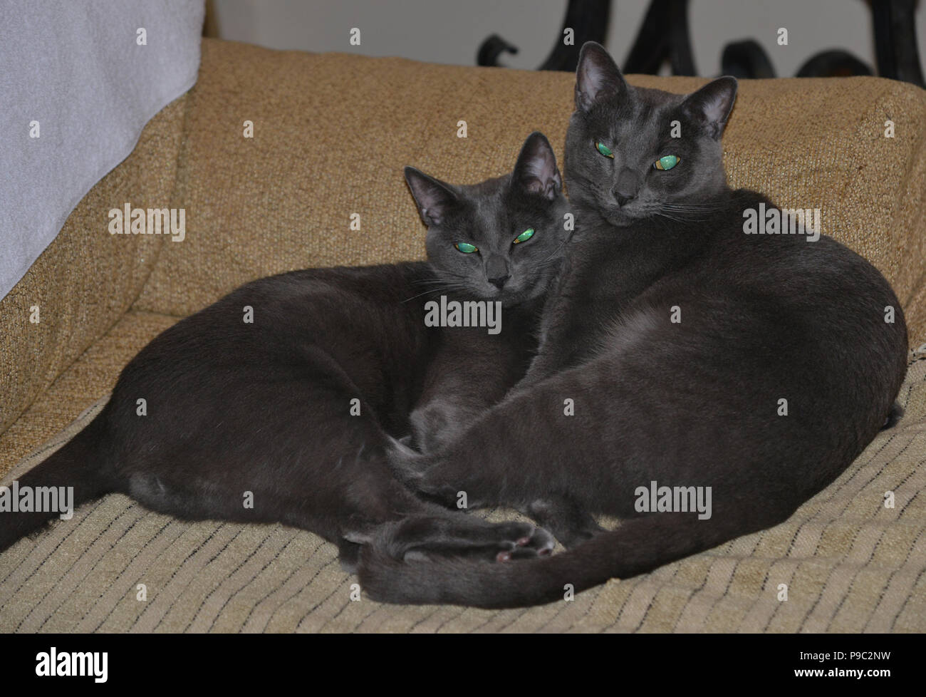 Cats cat twins hi-res stock photography and images - Alamy