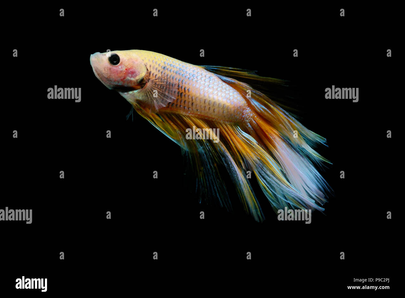 Colourful Betta fish,Siamese fighting fish Stock Photo - Alamy