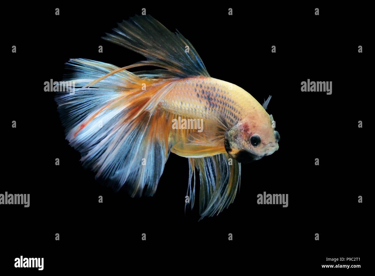 Colourful Betta fish,Siamese fighting fish Stock Photo - Alamy