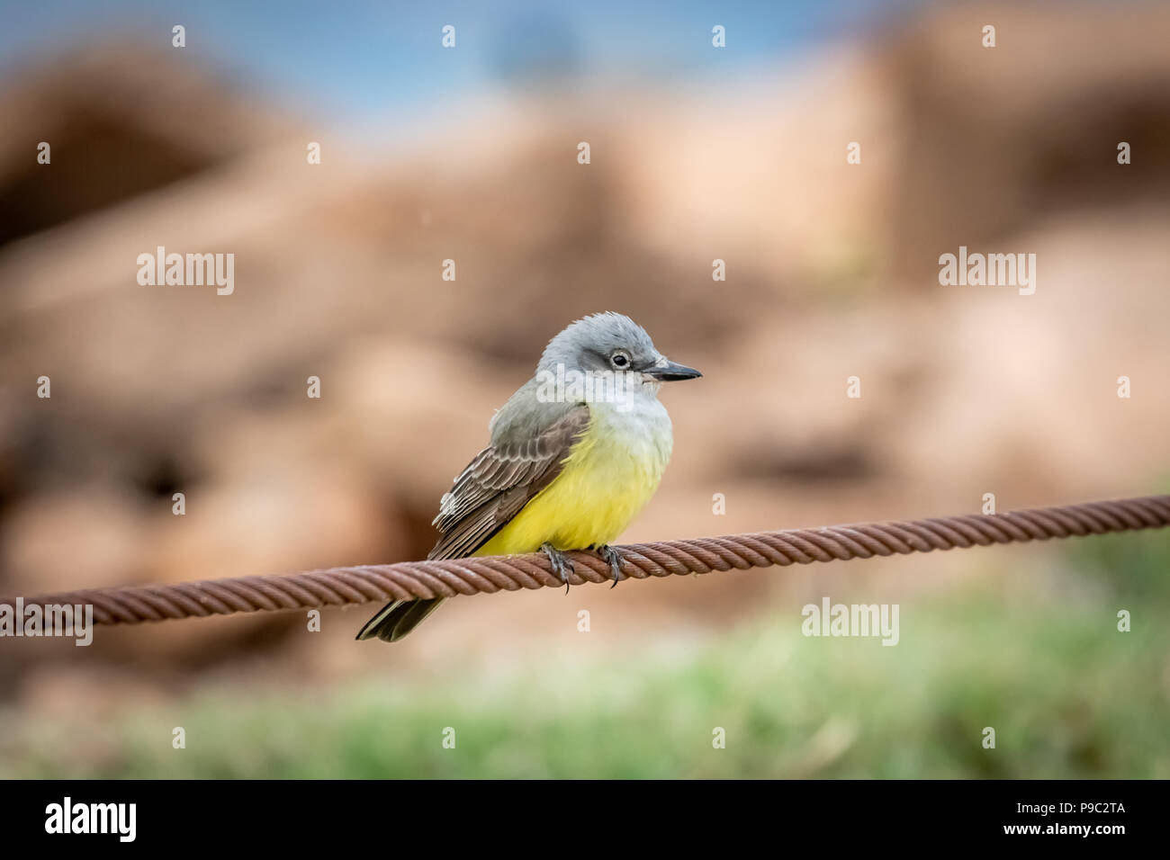 Western Kingbird (Tyrannus verticalis) perched on a wire Stock Photo ...