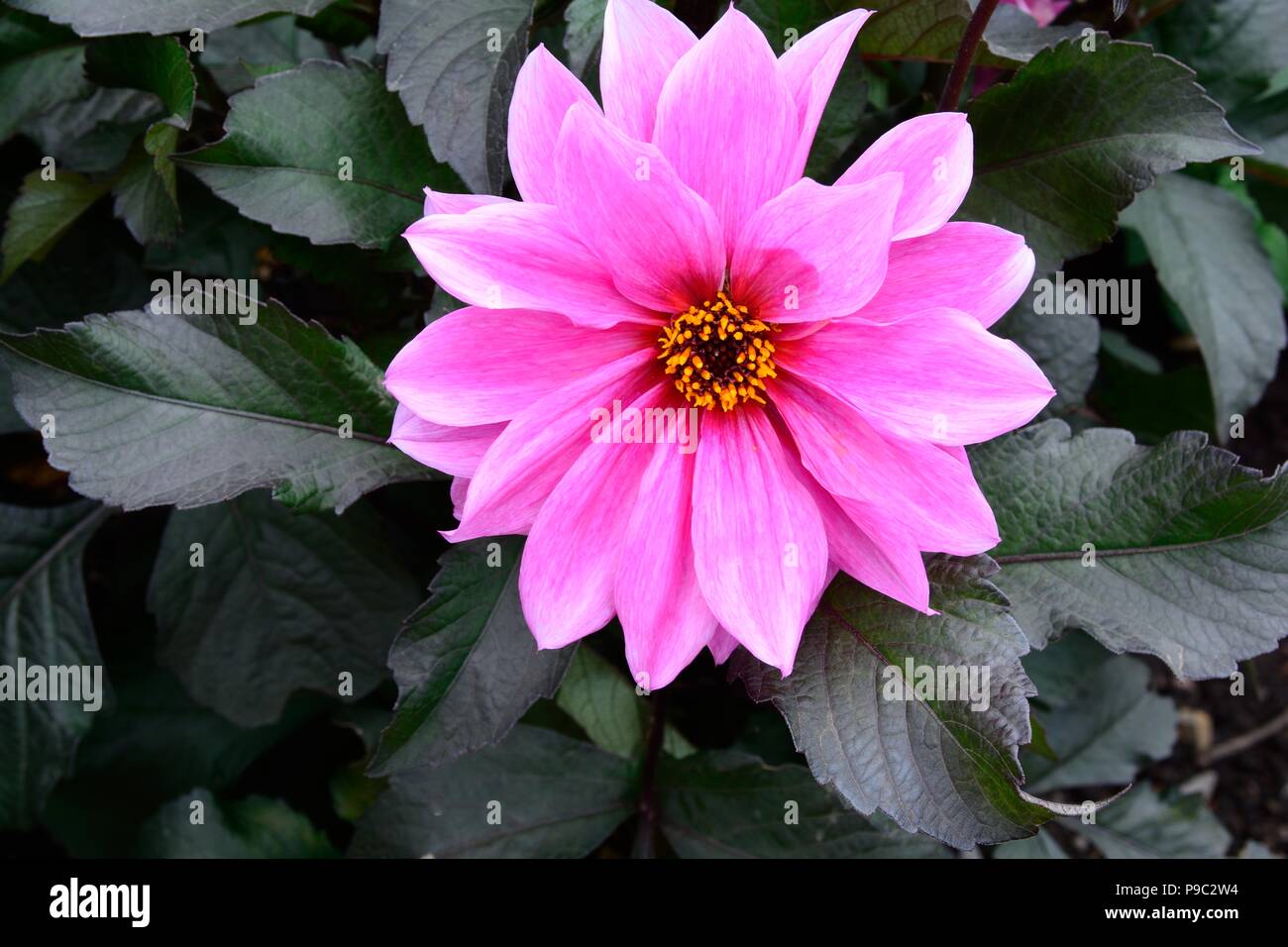 Dahlia with dark foliage hi-res stock photography and images - Alamy