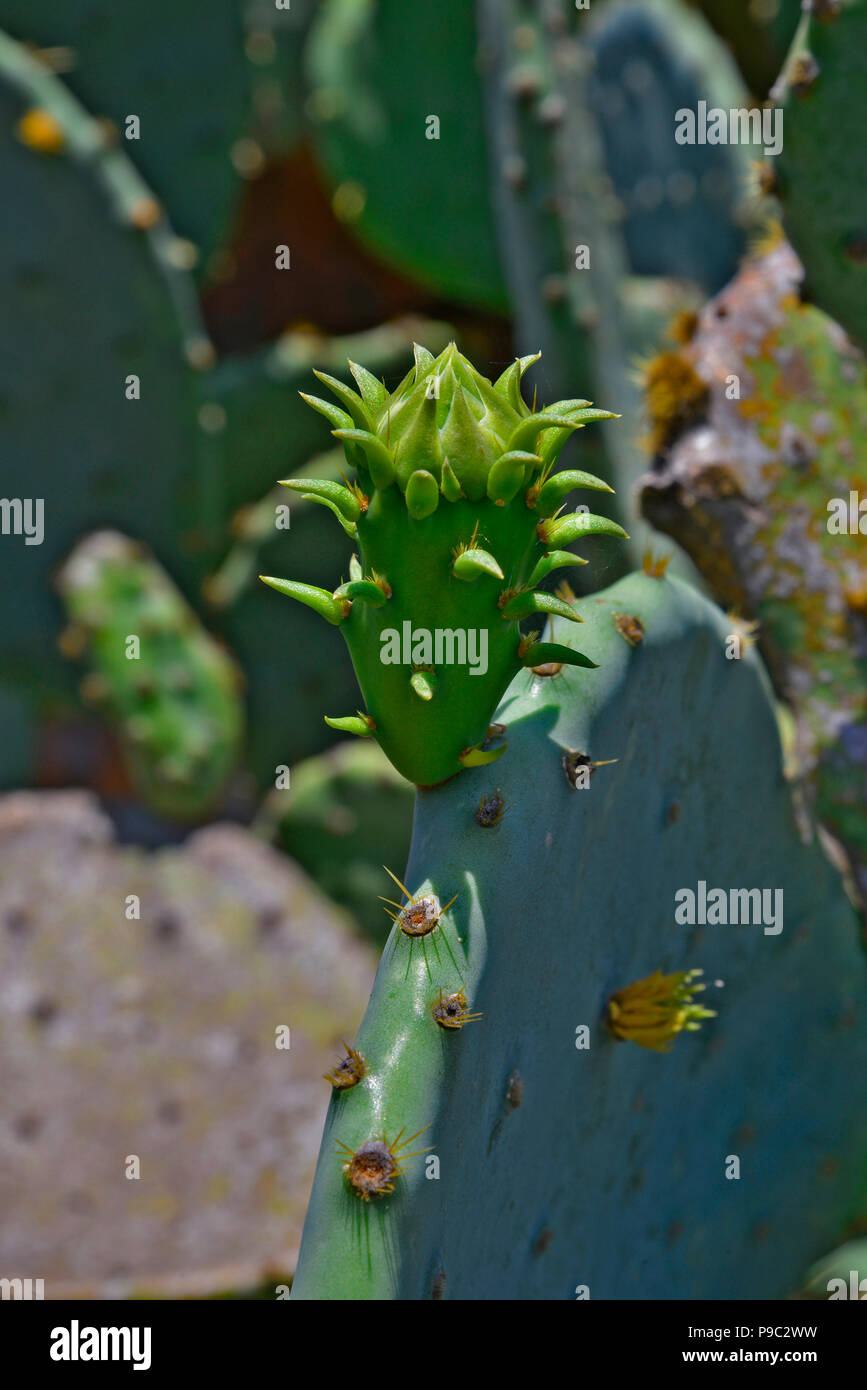Feline cactus hi-res stock photography and images - Alamy