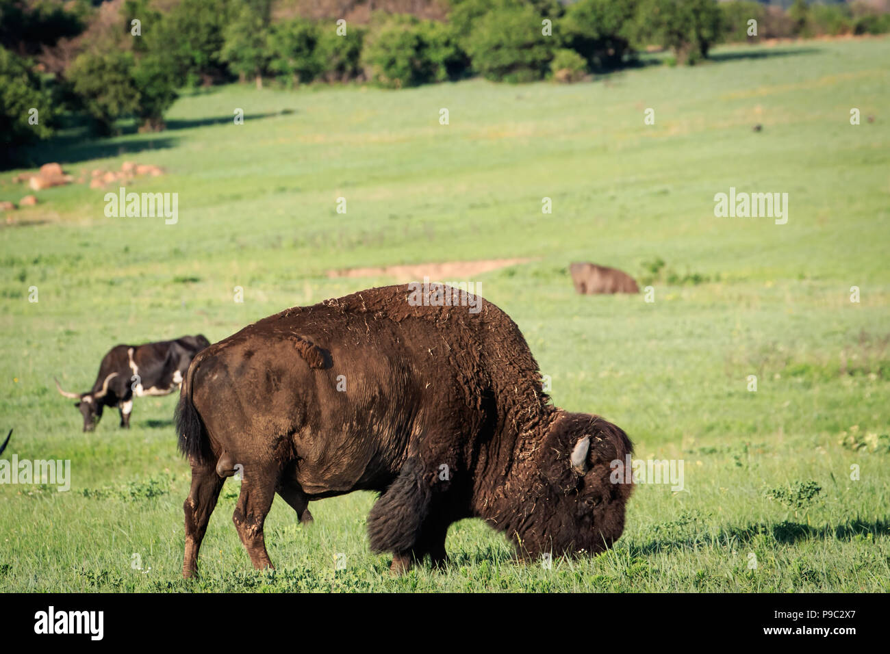 Prairie wichita mountains oklahoma hi-res stock photography and images ...