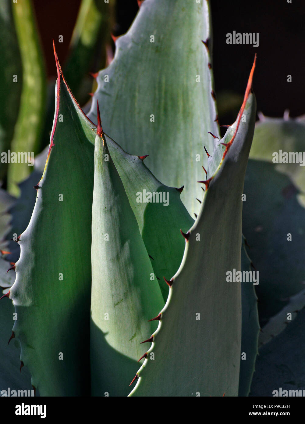Agave plants used to make tequila hi-res stock photography and images ...